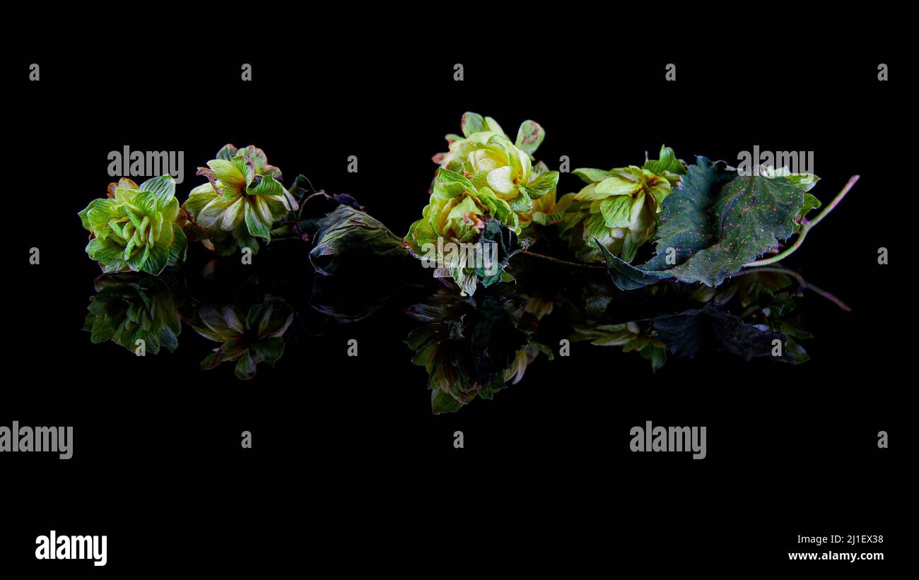 Hop flower hi-res stock photography and images - Alamy