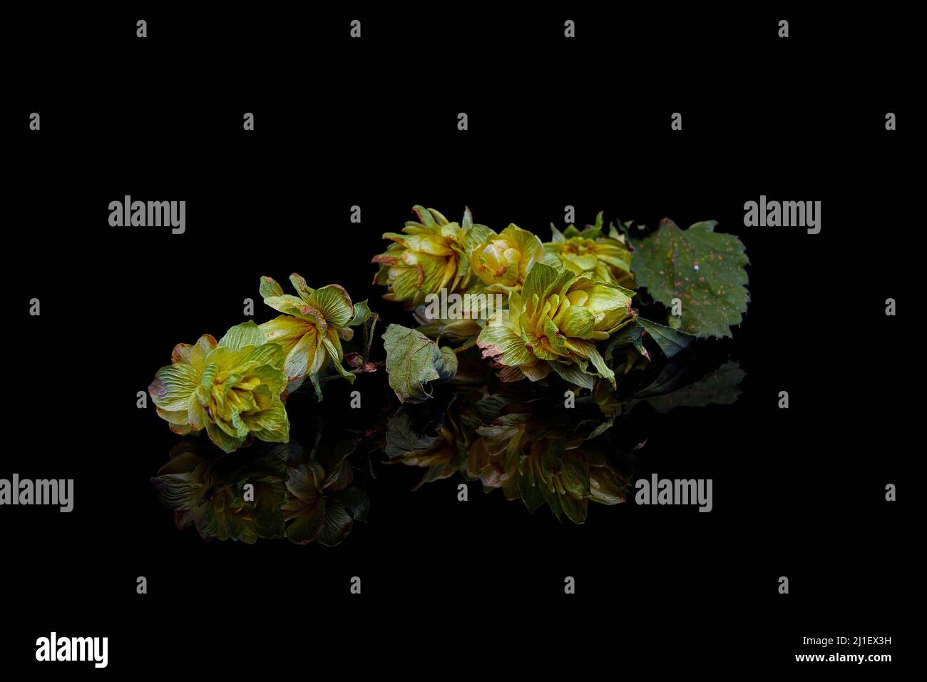 Hop flowers on a black background. Hop flower for beer production ...