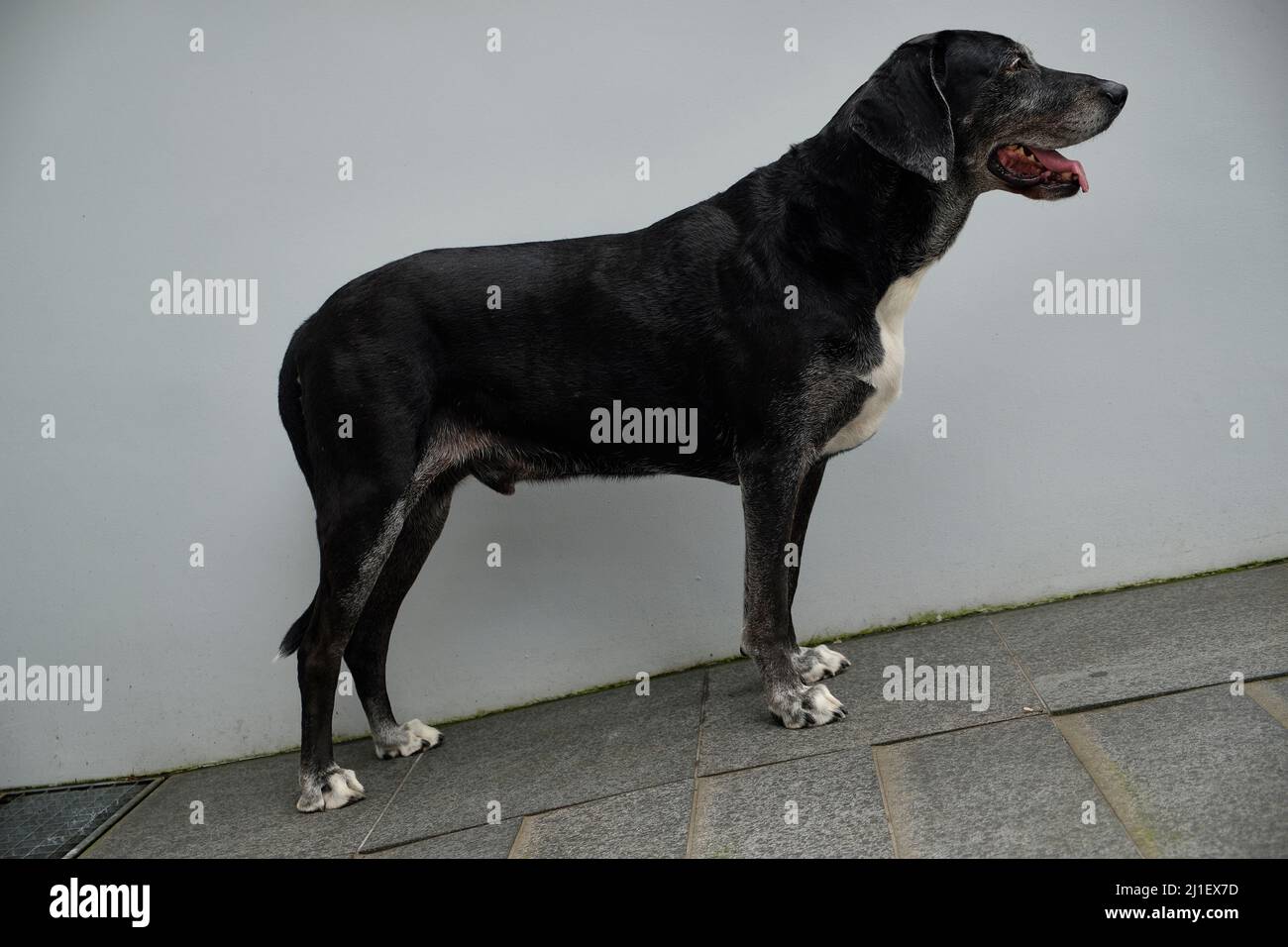Side view of a Labrador Mastiff Crossbreed Dog standing on a slope ...