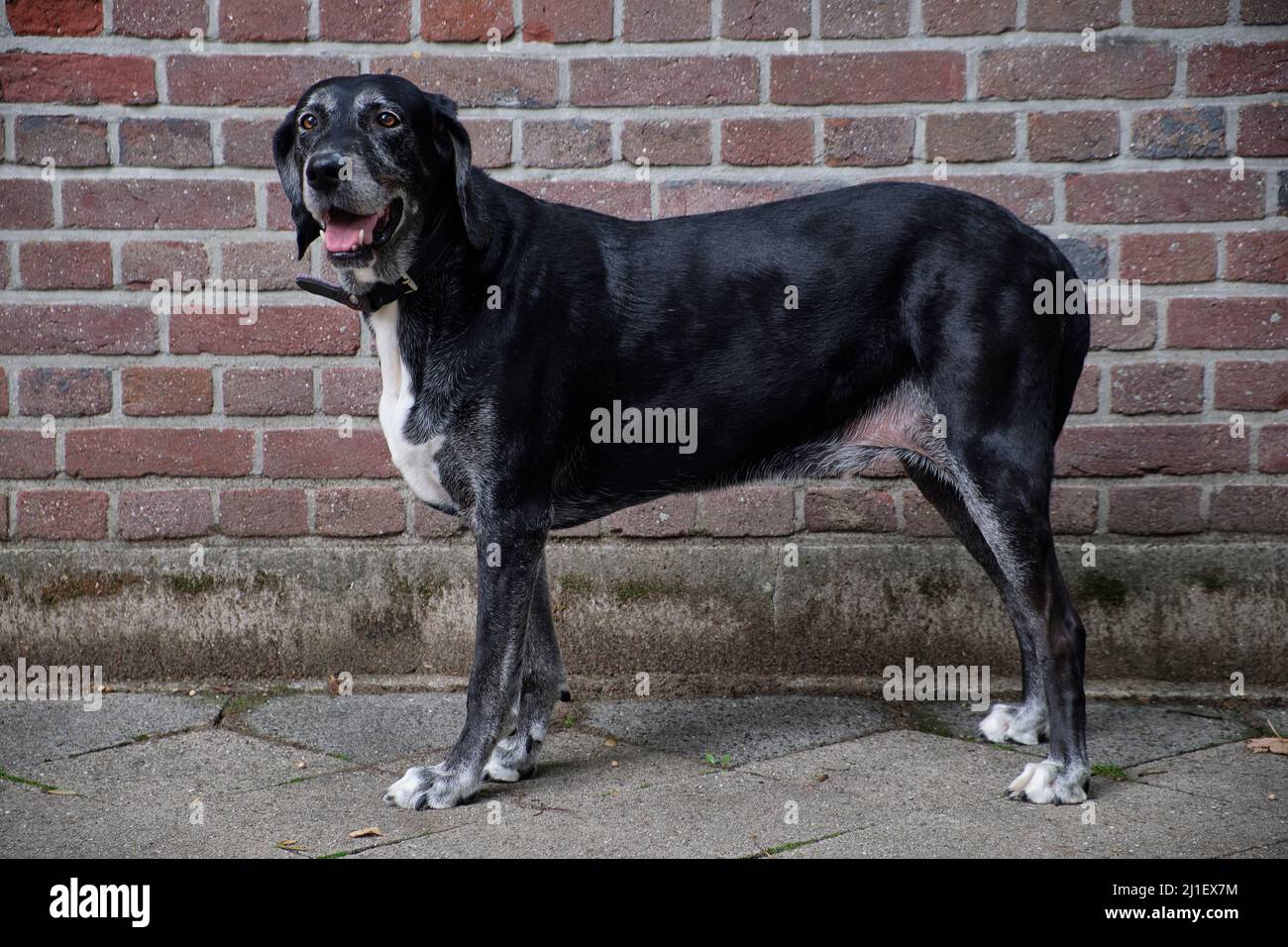 Side view of a Labrador Mastiff Crossbreed Dog standing in front of a ...