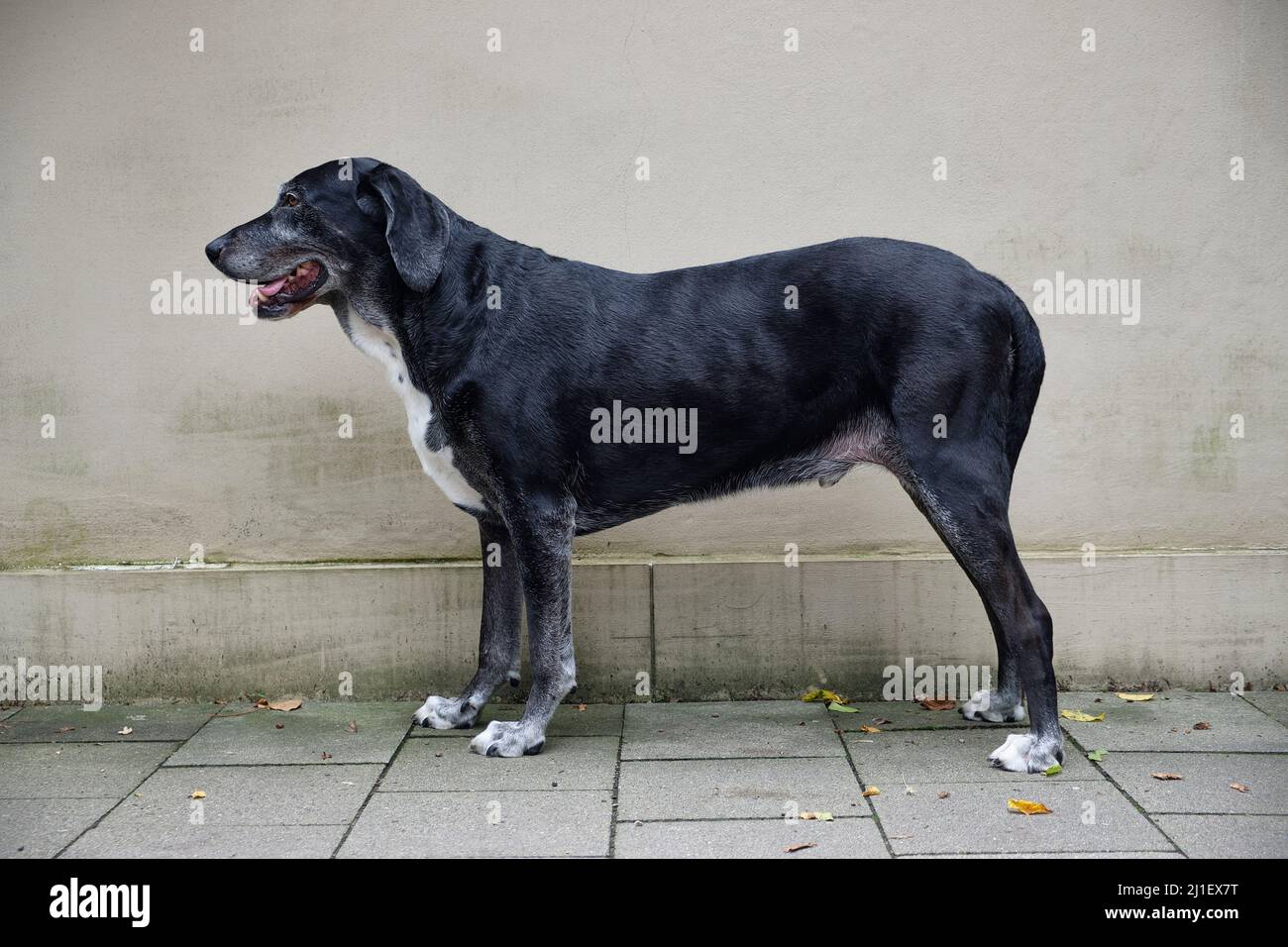 Side view of a Labrador Mastiff Crossbreed Dog standing in front of a ...