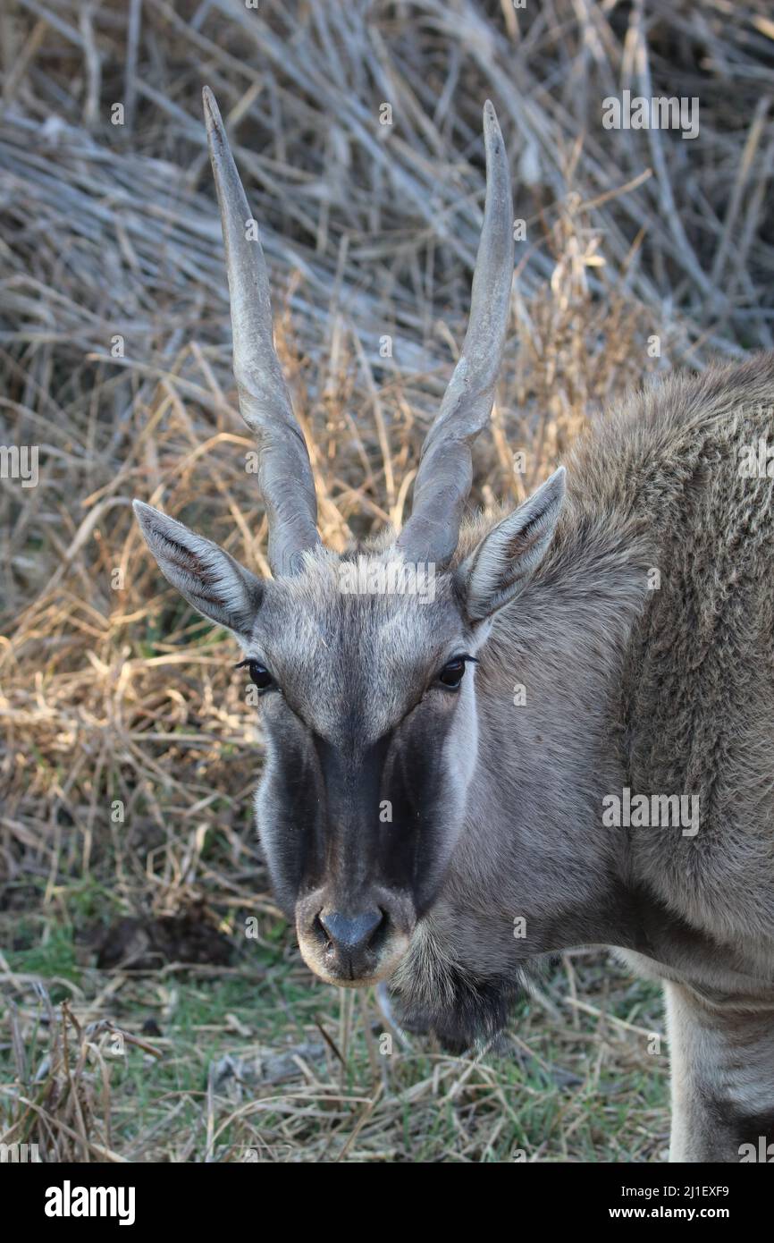 Eland cow hi-res stock photography and images - Alamy