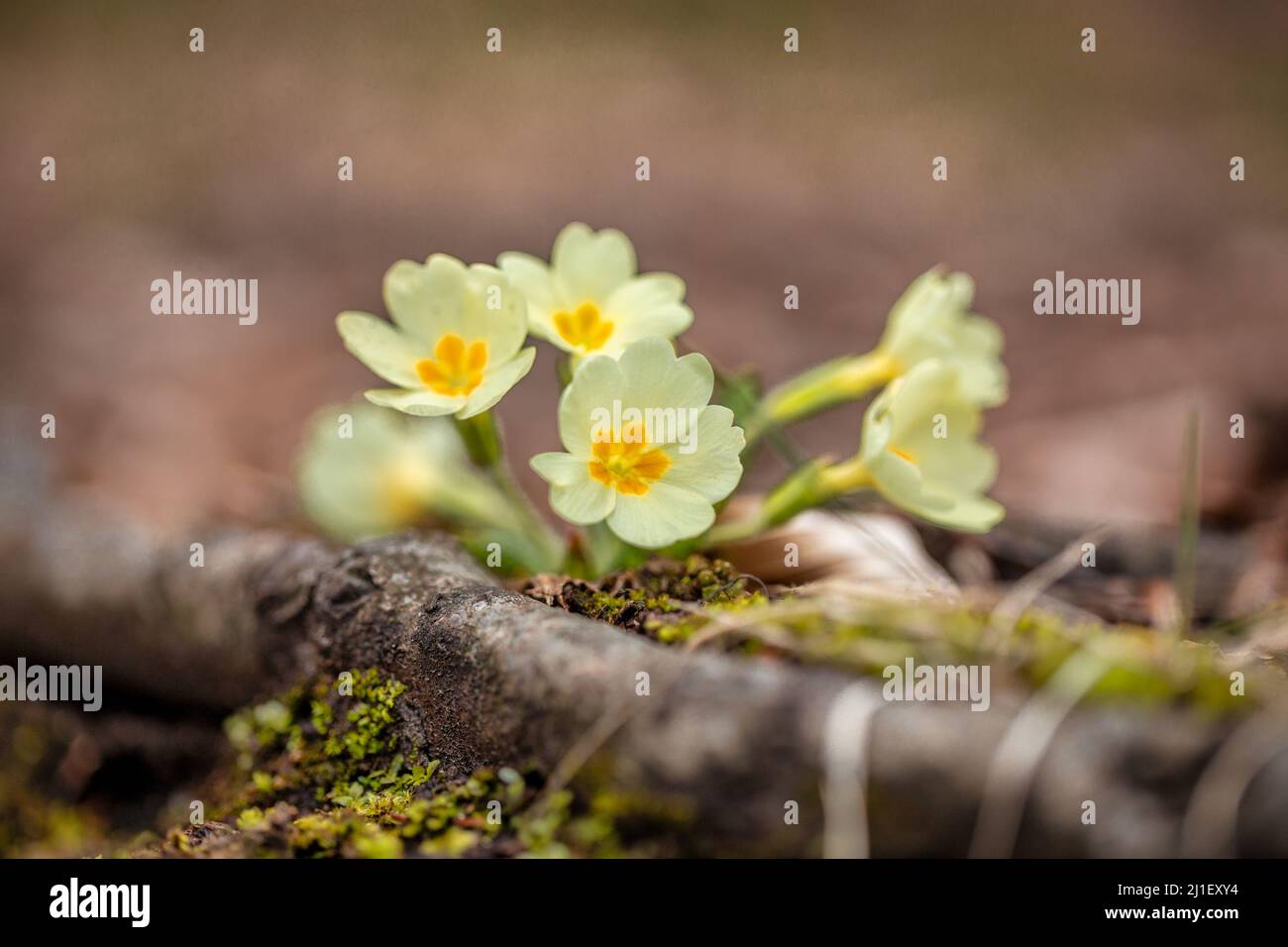 Primrose flower and grass hi-res stock photography and images - Alamy