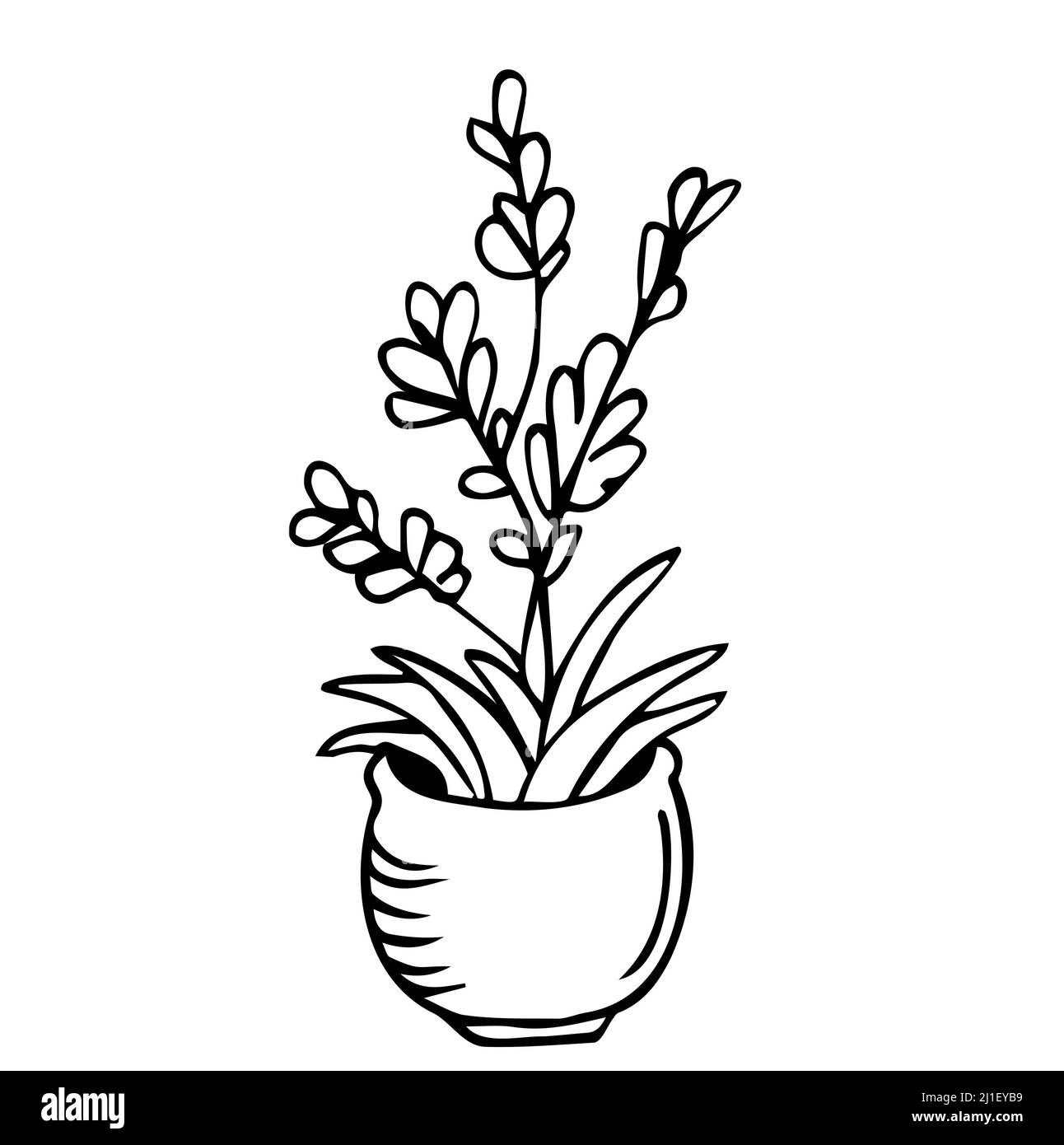 Flowers in pots painted black line on a white background. Vector ...
