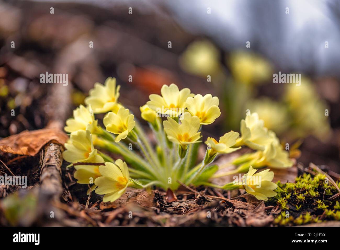 Primulaceae vulgaris hi-res stock photography and images - Alamy