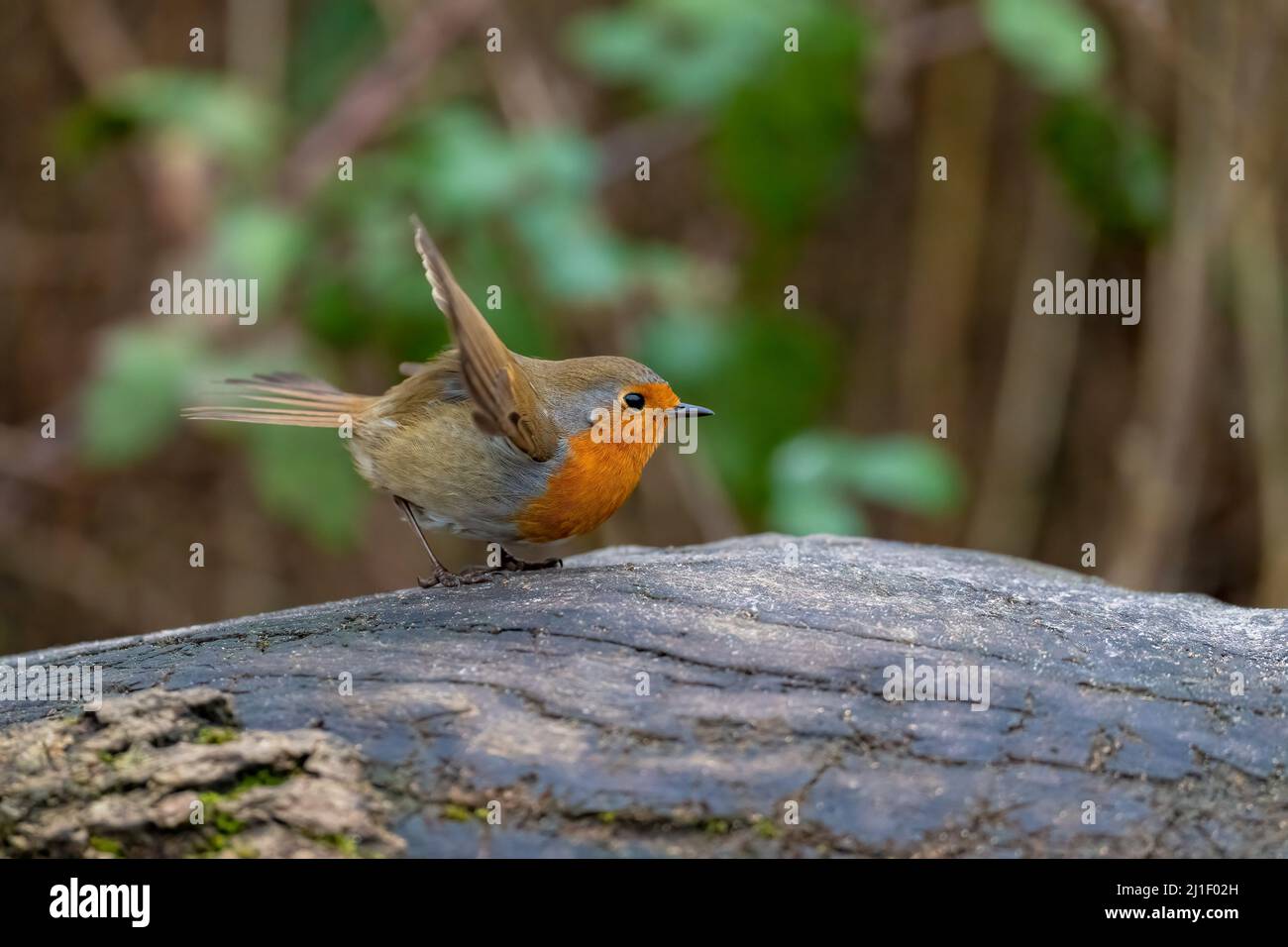 Robin territorial hi-res stock photography and images - Alamy