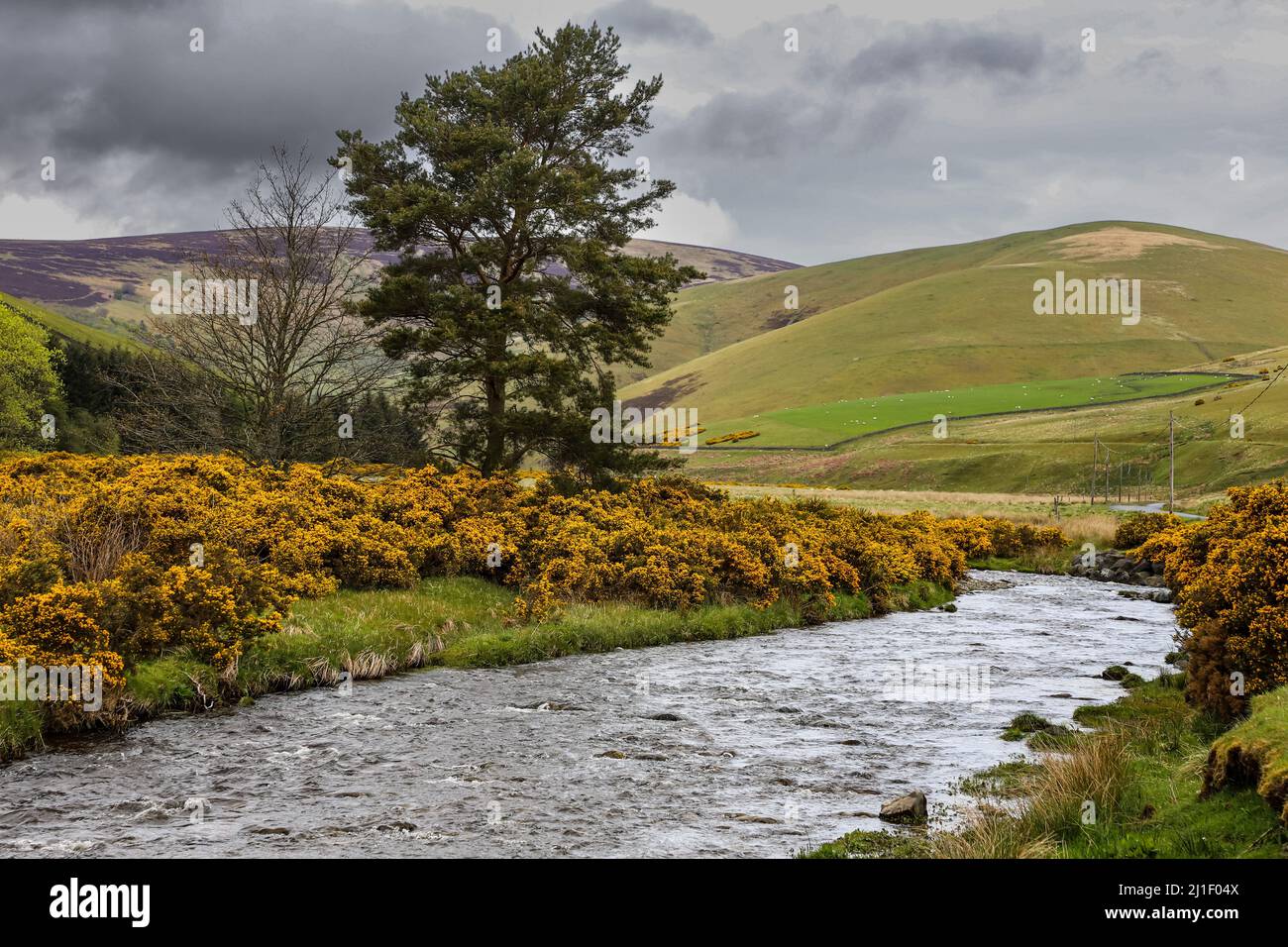 Scottish stream with flowering gorse on banks Stock Photo - Alamy