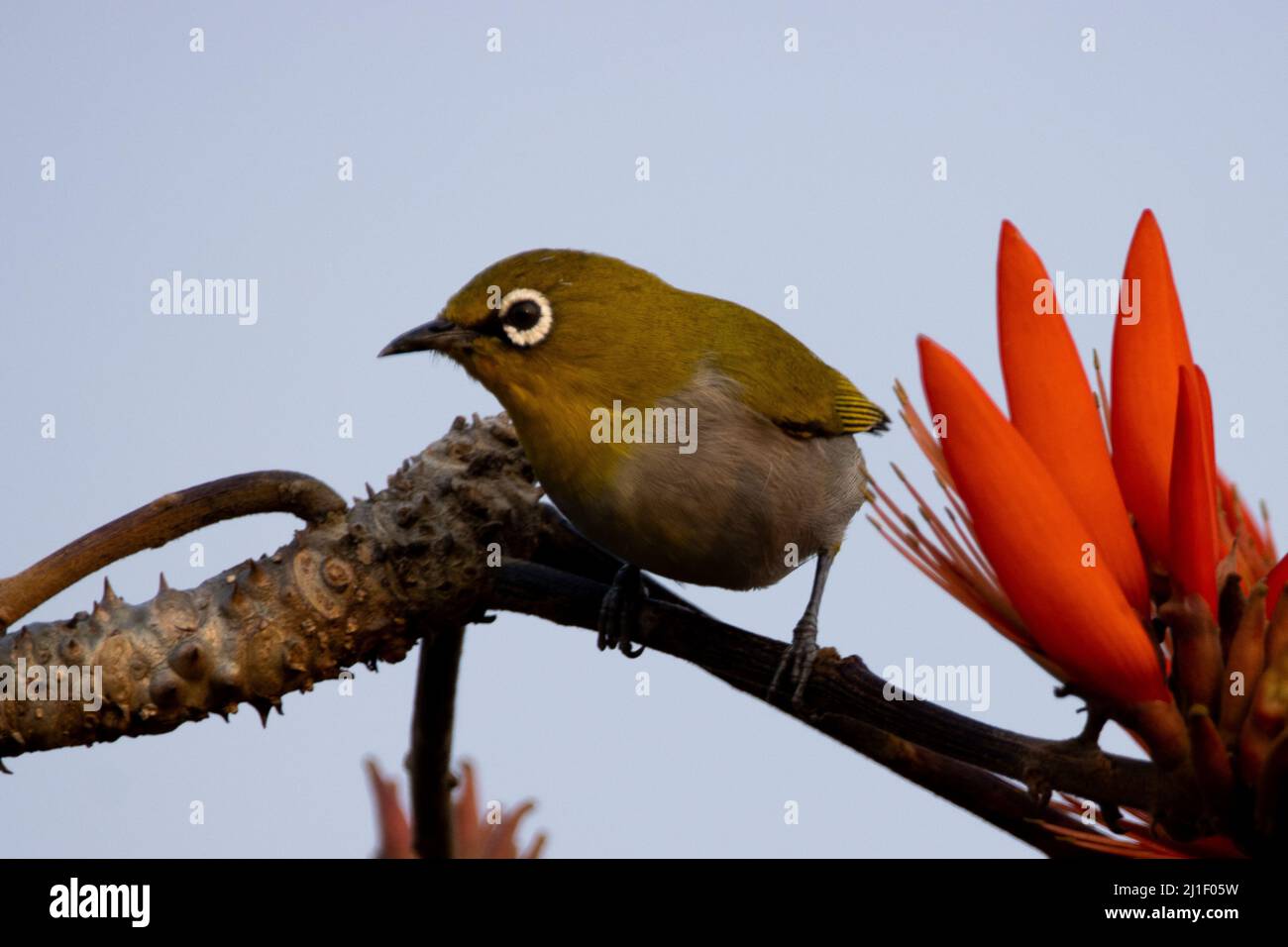 White eye zosteropidae hi-res stock photography and images - Alamy