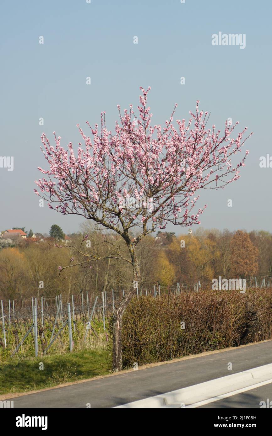 pink almond tree with blossoms Stock Photo - Alamy