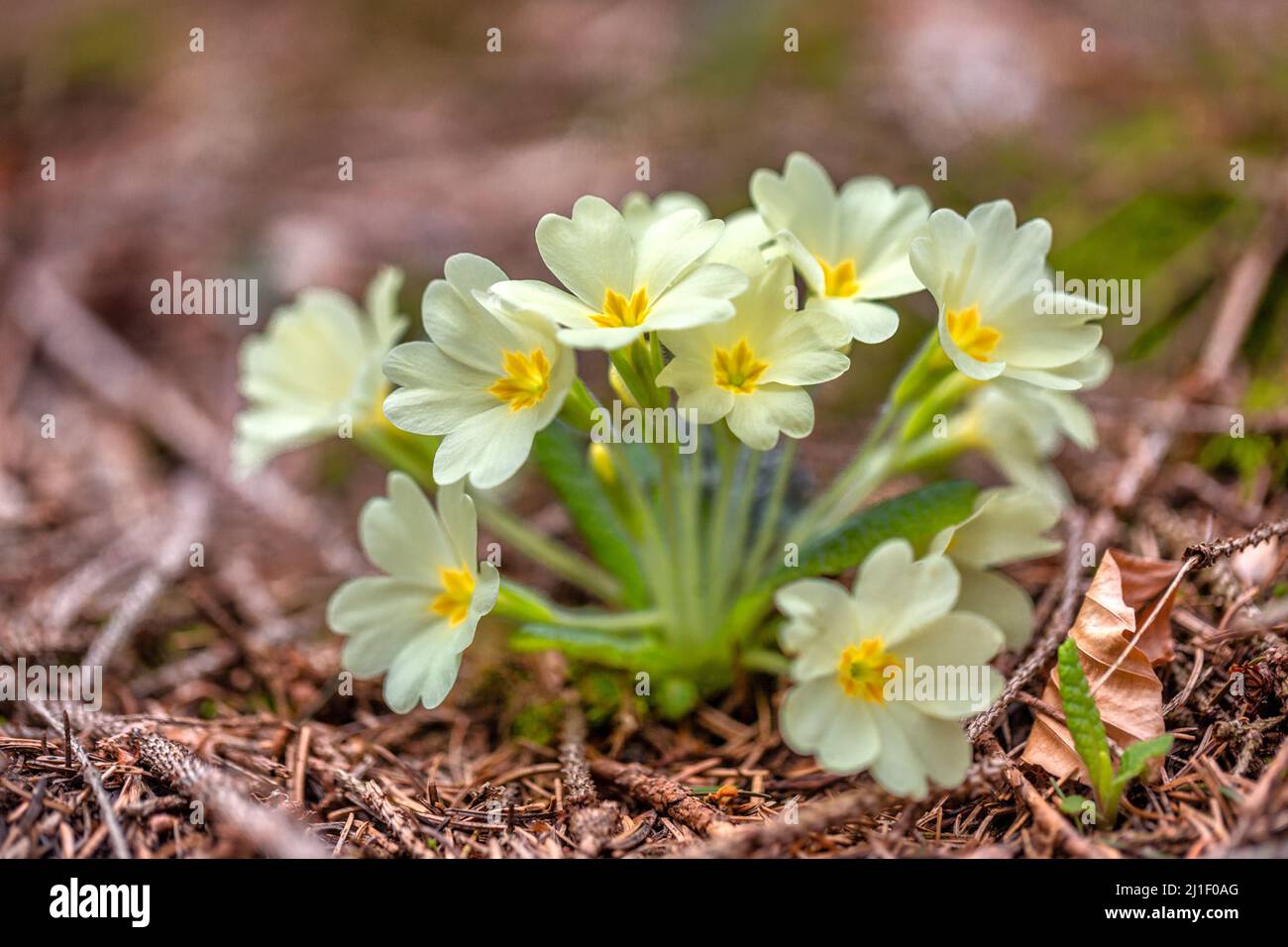 Primula vulgaris, primrose flower in the forest Stock Photo - Alamy