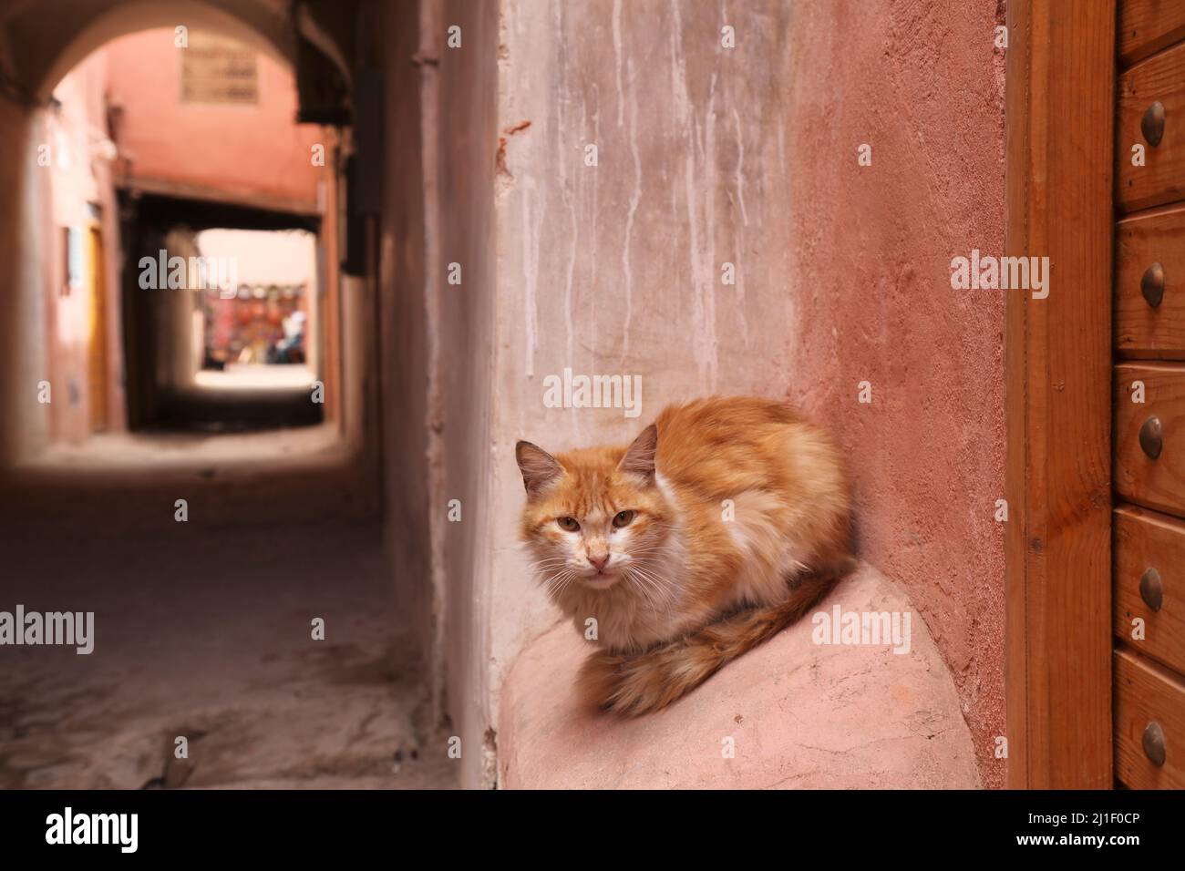 Street cats of Marrakech, Morocco. Local domestic cat relaxing on a ...