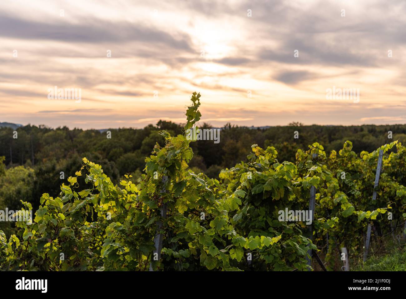 Vines for german wines in the sunset the edge of the Swabian Alb Stock ...