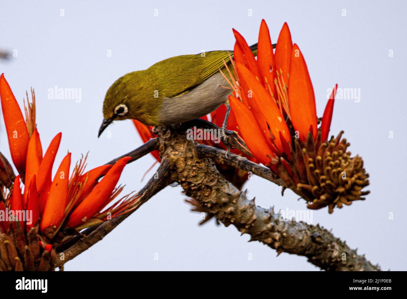 A closeup of a black-capped white-eye sitting on a tree Stock Photo - Alamy