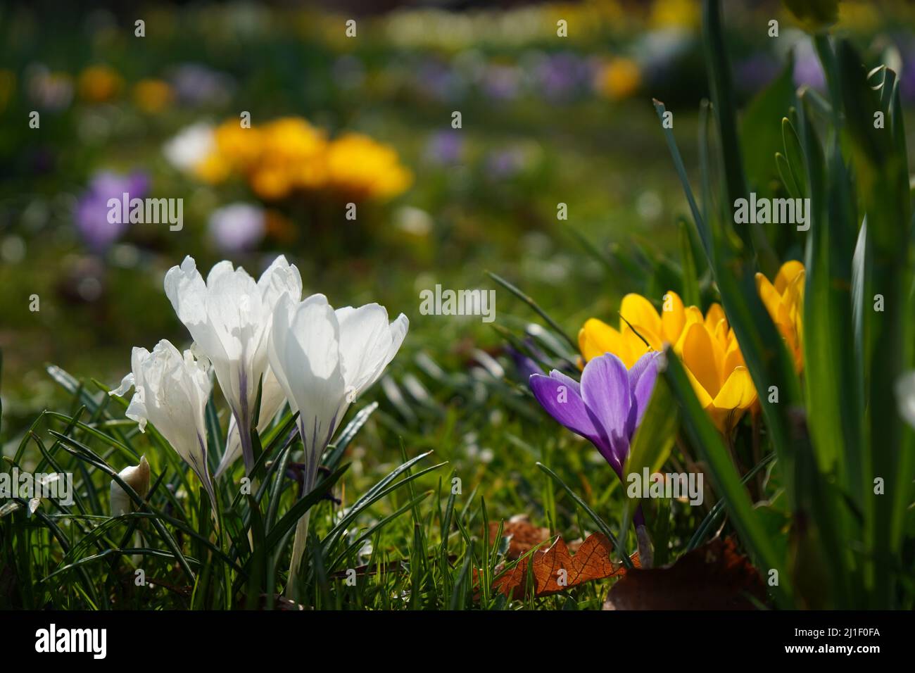 crocus blossoms on the meadow in spring Stock Photo - Alamy