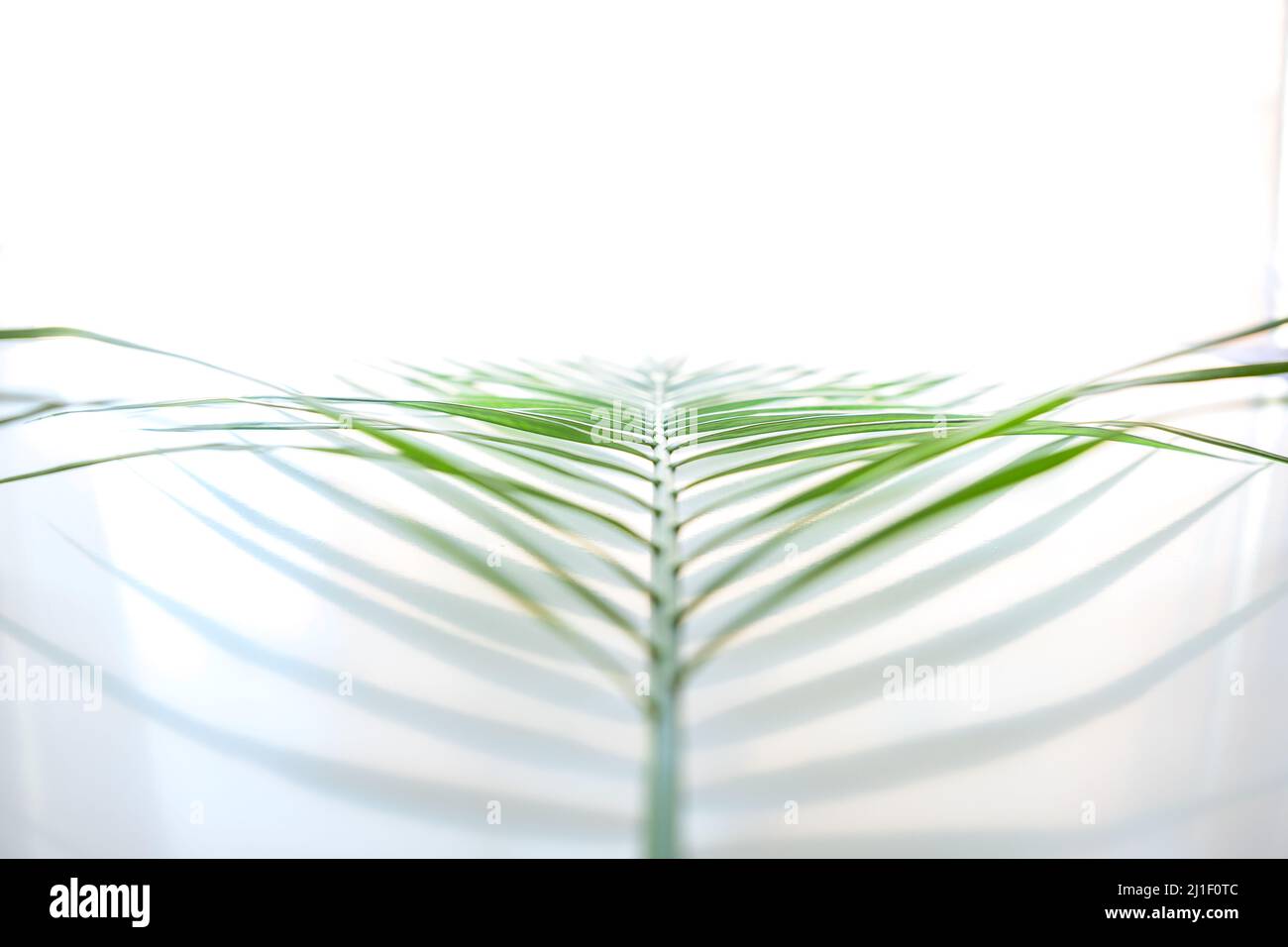 View through leaf of areca palm tree Chrysalidocarpus lutescens in ...