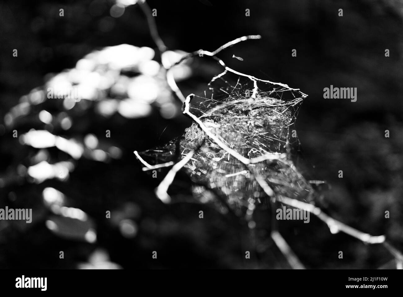 A grayscale closeup shot of a spiderweb wrapped around a dry branch ...