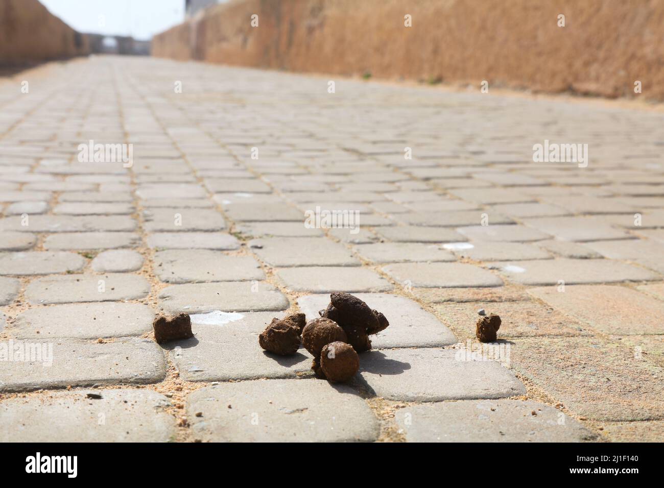Dog poop left on city street pavement. Abandoned dog excrement. Pet ...