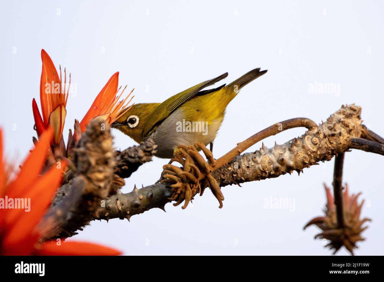 White eye zosteropidae hi-res stock photography and images - Alamy