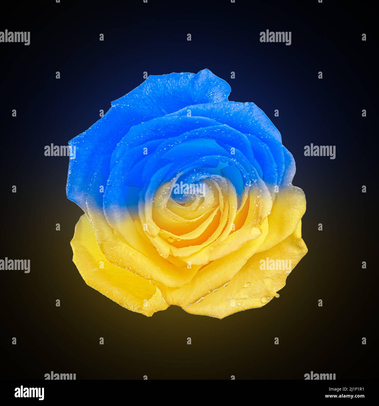 Beautiful rose in colors of Ukrainian flag on black background Stock ...