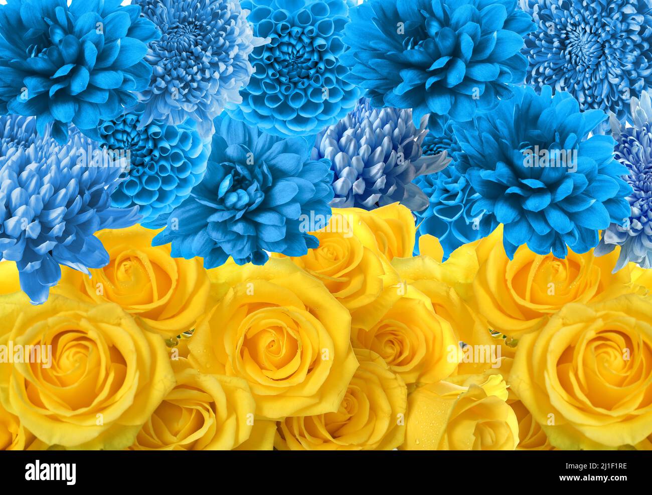 Flag of Ukraine made of beautiful flowers as background Stock Photo - Alamy
