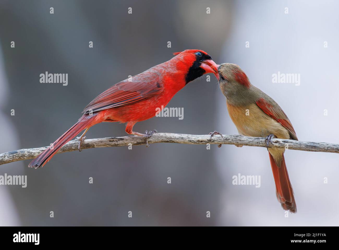 A shallow focus shot of a male Northern Cardinal giving the female a ...