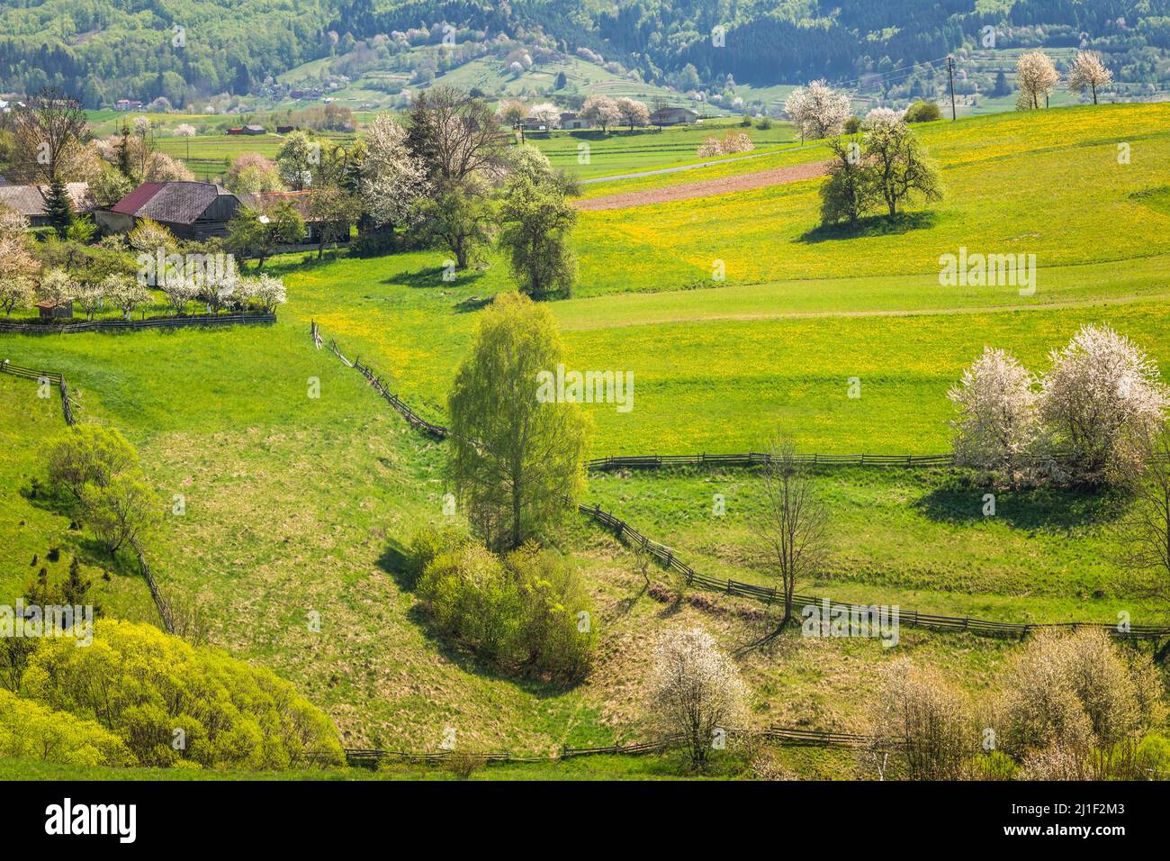 Spring rural landscape with flowering fruit trees on a sunny day. The ...