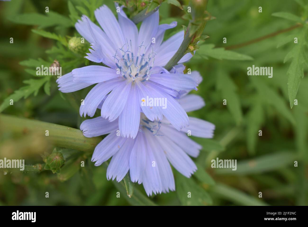Called chicory coffee hi-res stock photography and images - Alamy