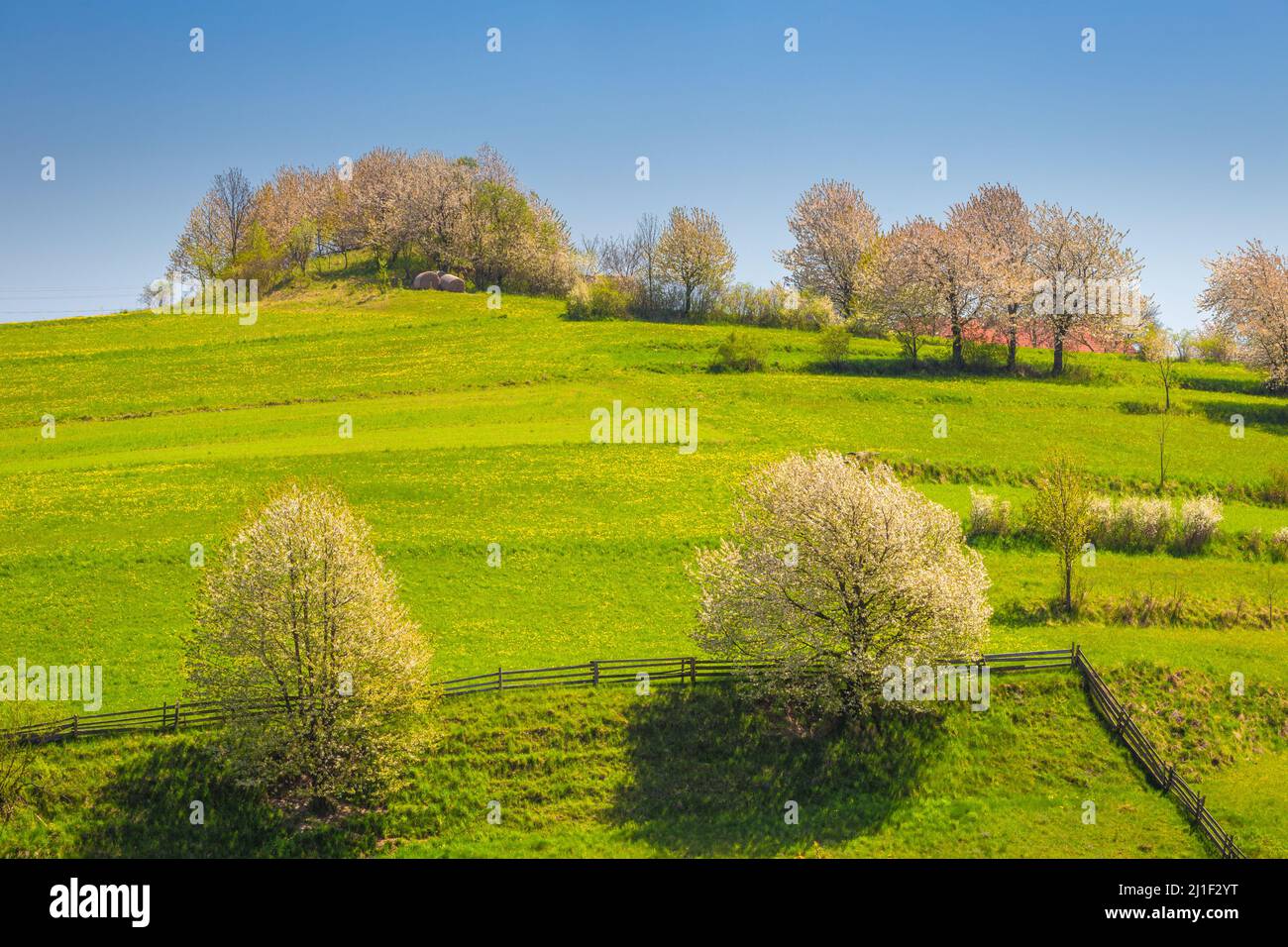 Spring rural landscape with flowering fruit trees on a sunny day. The ...