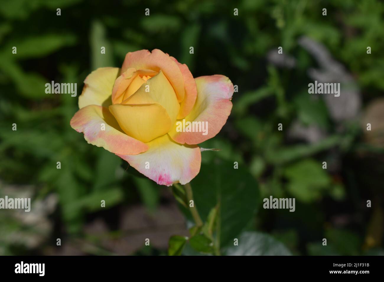 A Plant with colour changing roses. Multicolour roses with amazing ...