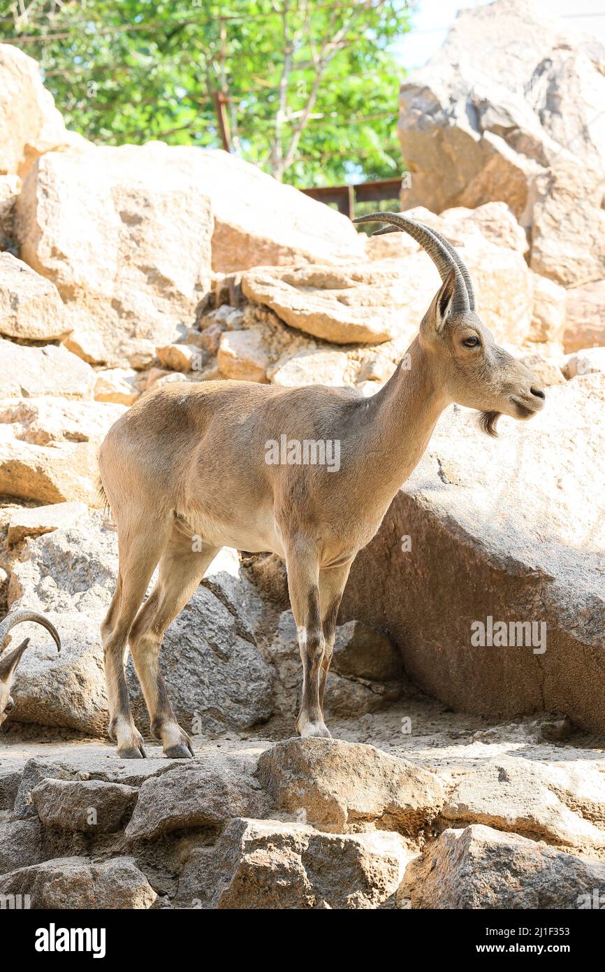 Ibex in enclosure zoo in hi-res stock photography and images - Alamy