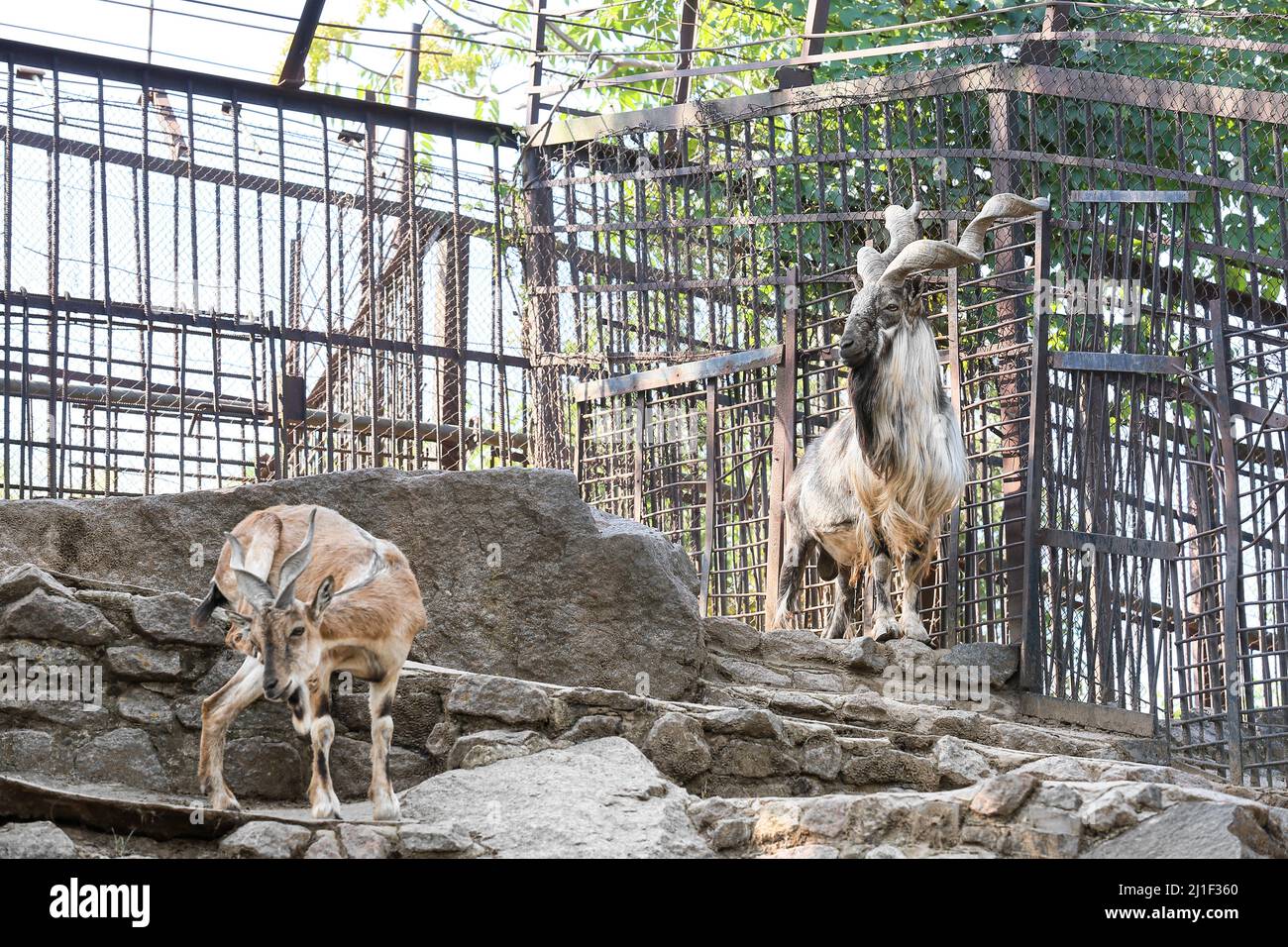Markhor (Capra fakoneri) in zoological garden Stock Photo - Alamy