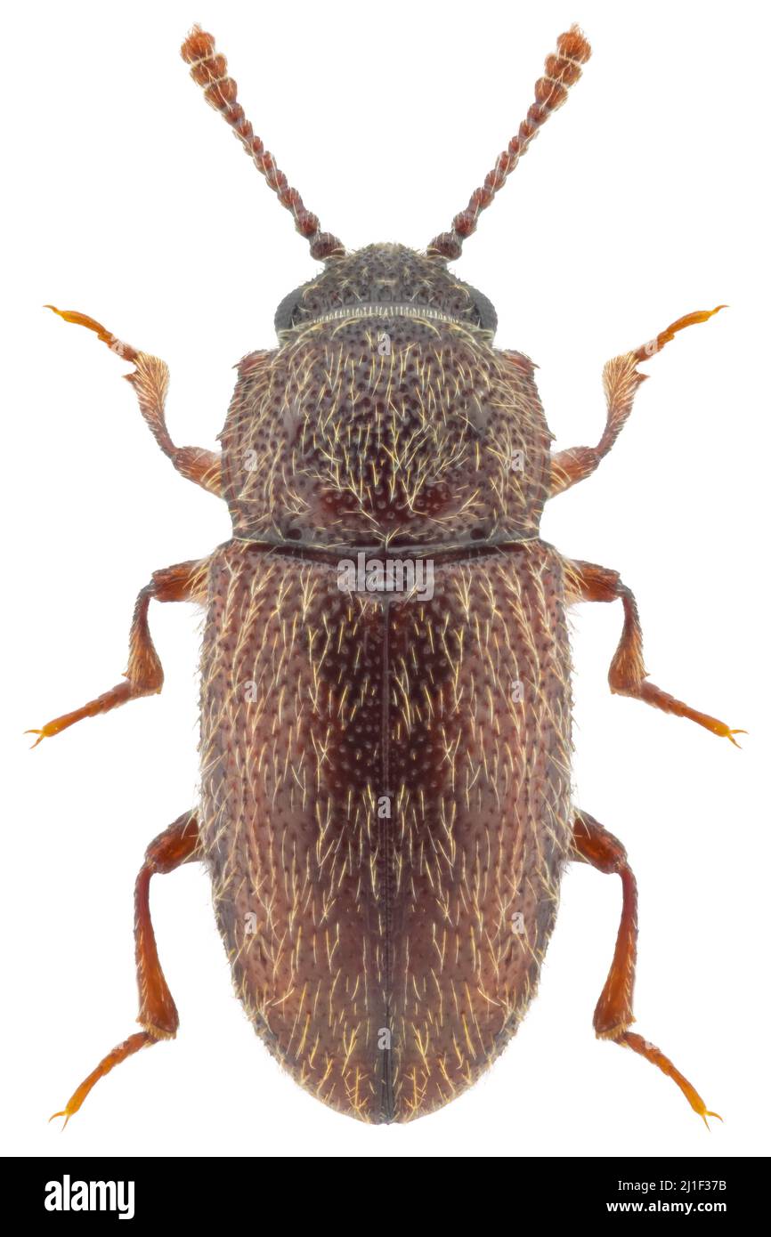 Silken fungus beetle species Cryptophagus lycoperdi Stock Photo - Alamy