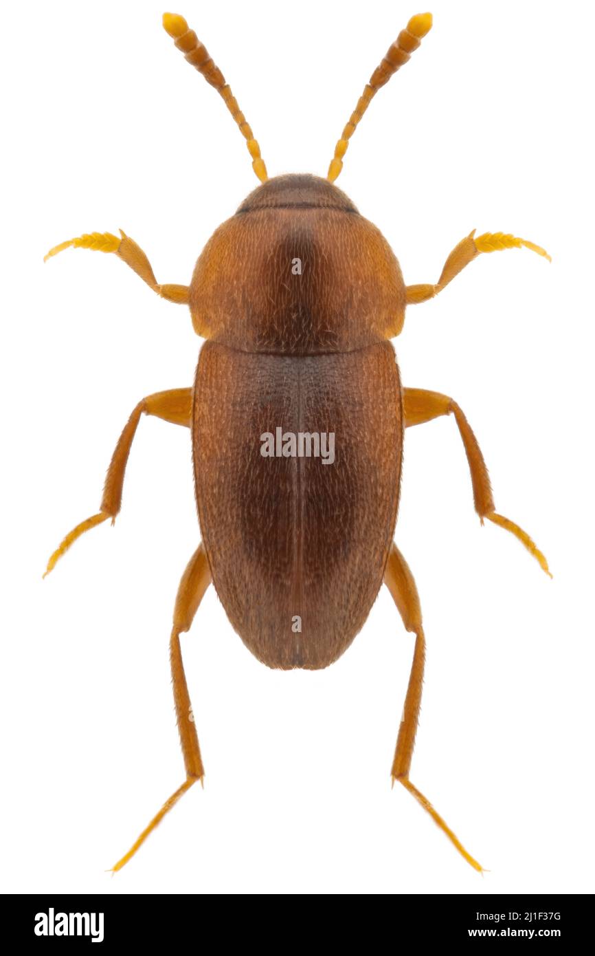 Round fungus beetle species Nargus wilkinii Stock Photo - Alamy