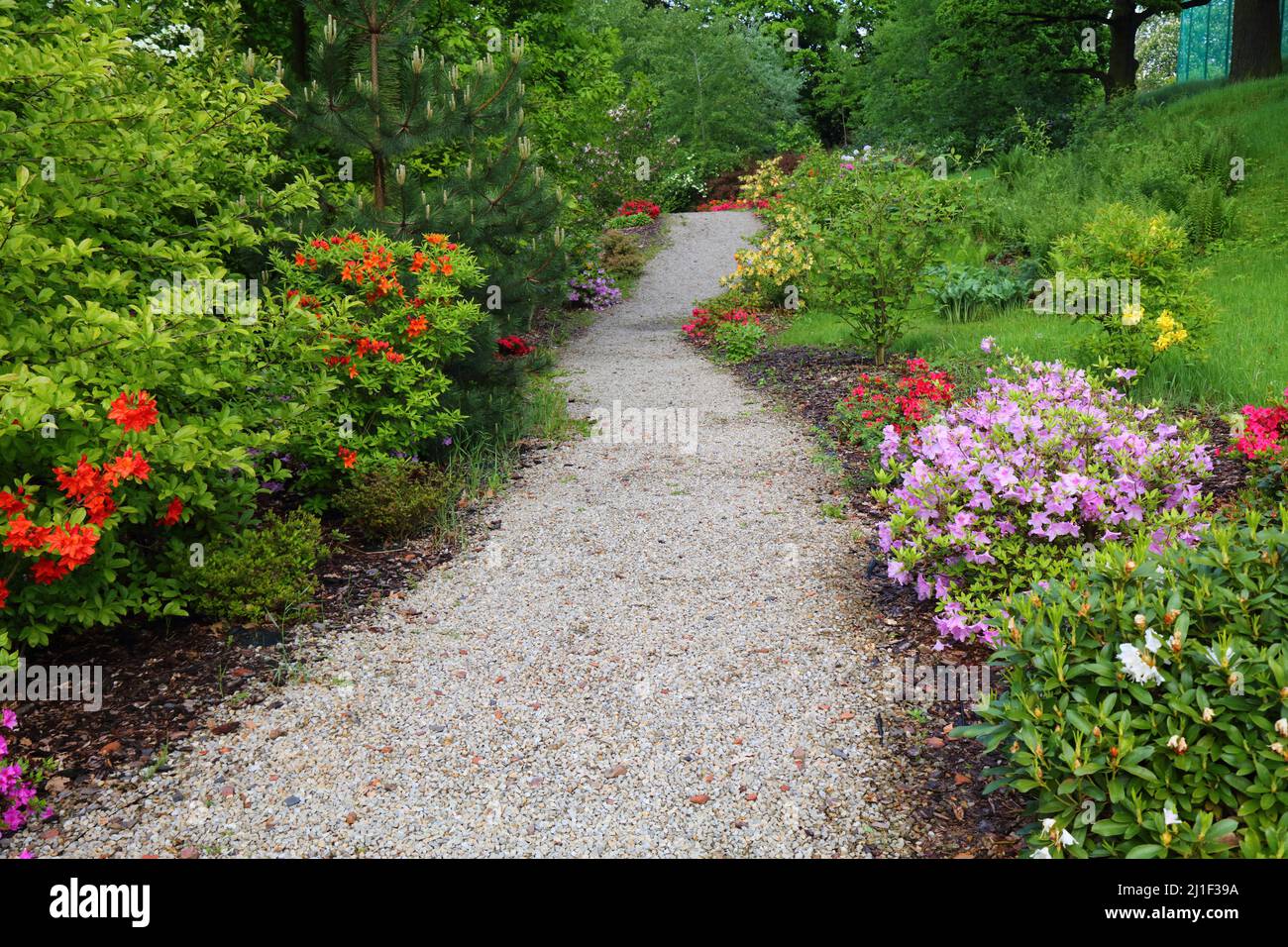 Blooming azaleas and rhododendrons of public botanical garden. Silesian ...
