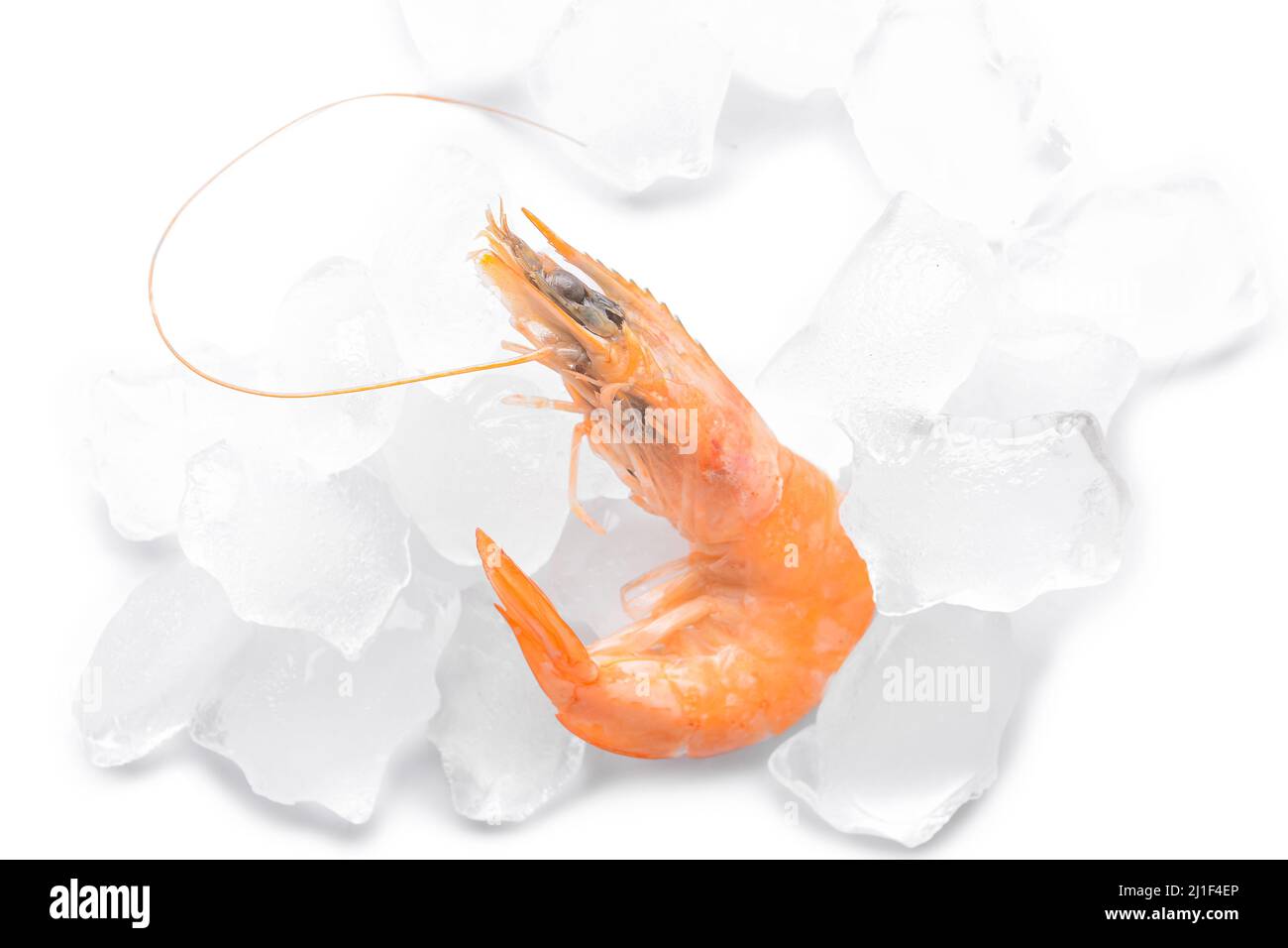 Shrimp with ice cubes on white background Stock Photo - Alamy