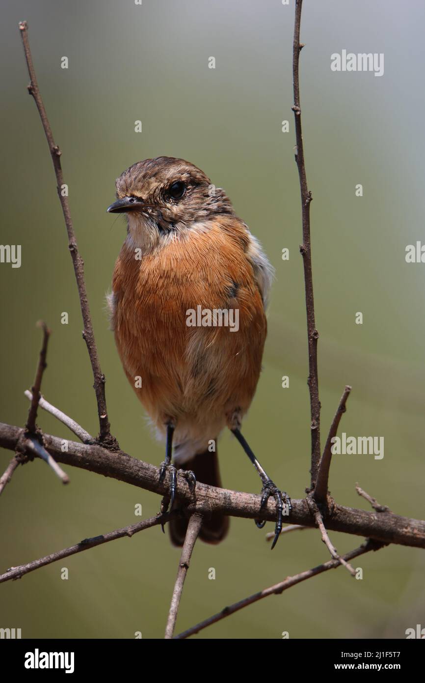 African Stonechat, South Africa Stock Photo - Alamy