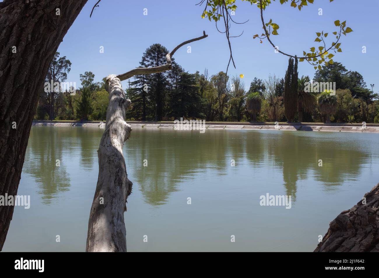 Trees next to pond hi-res stock photography and images - Alamy