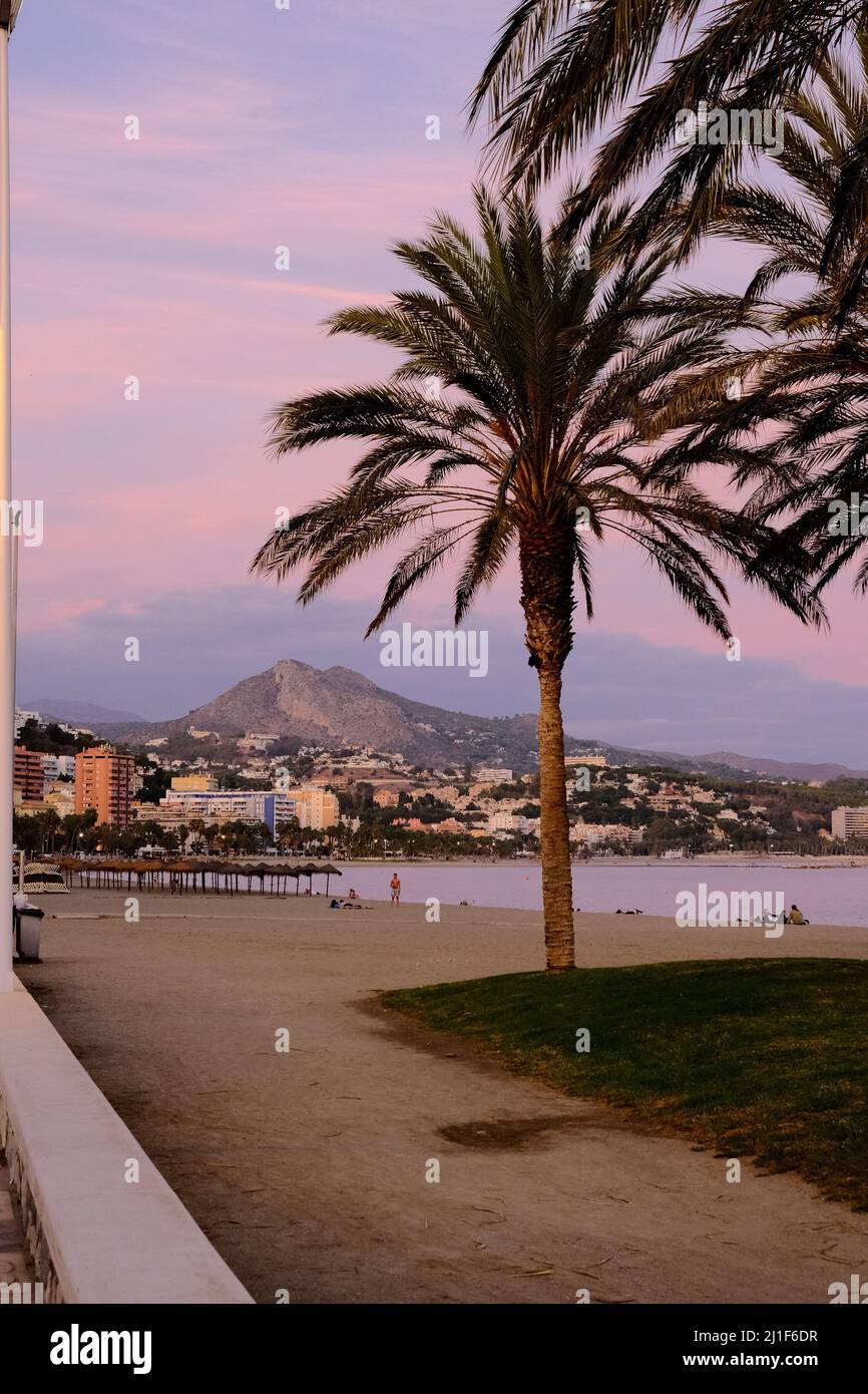 Malaga cityscape with a beach full of palm trees. Vertical Stock Photo ...