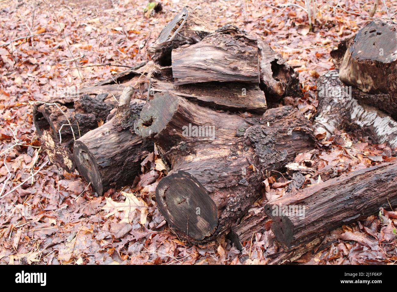A Pile of Old Black Cherry Tree Logs Stock Photo - Alamy