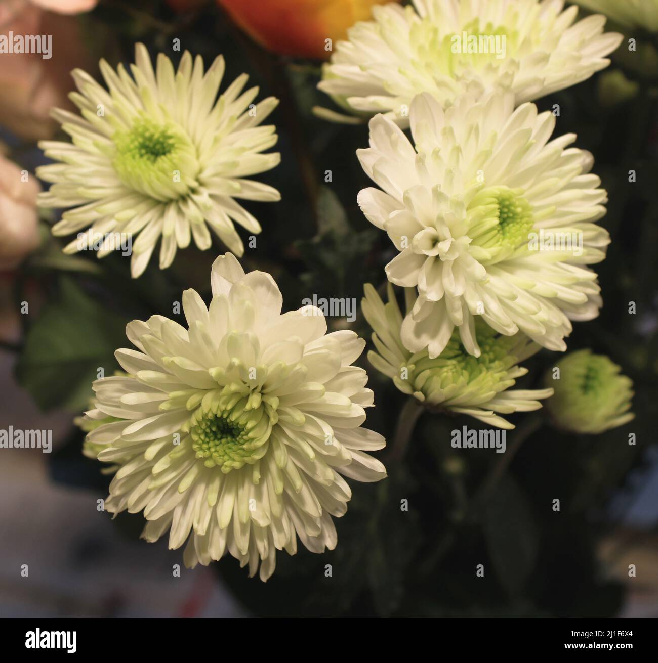 White chinese aster hi-res stock photography and images - Alamy