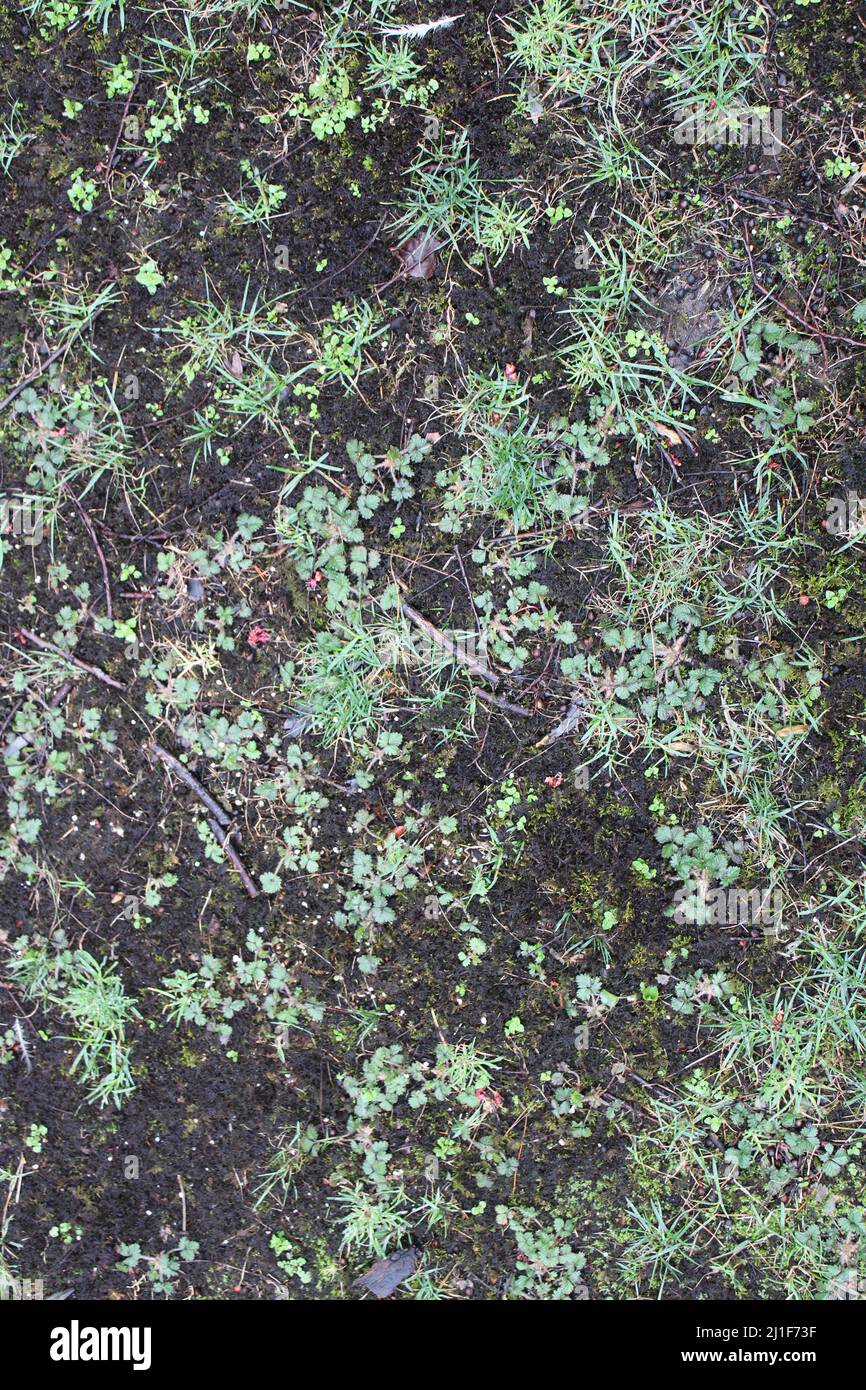 Wild Strawberry Weeds in a Sparse Lawn Stock Photo - Alamy