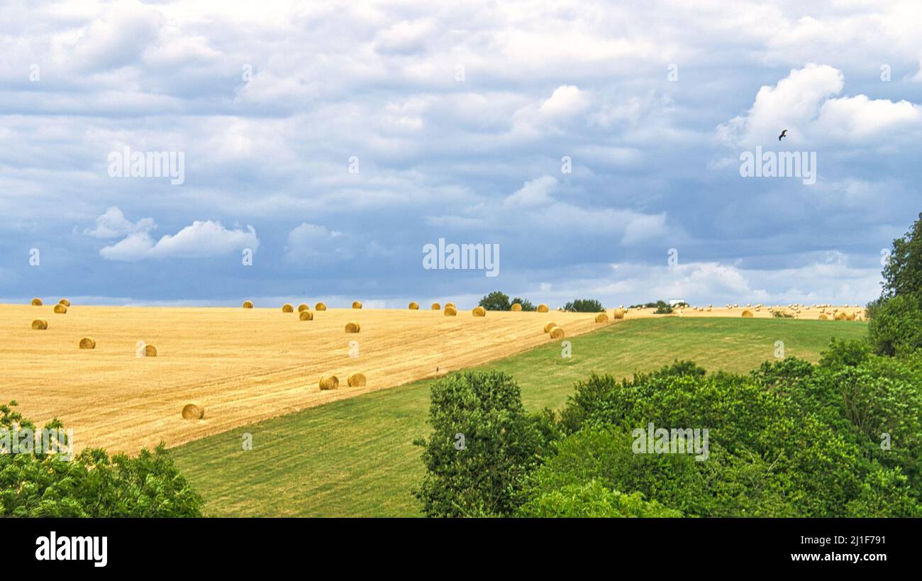 Dry cornfields hi-res stock photography and images - Alamy