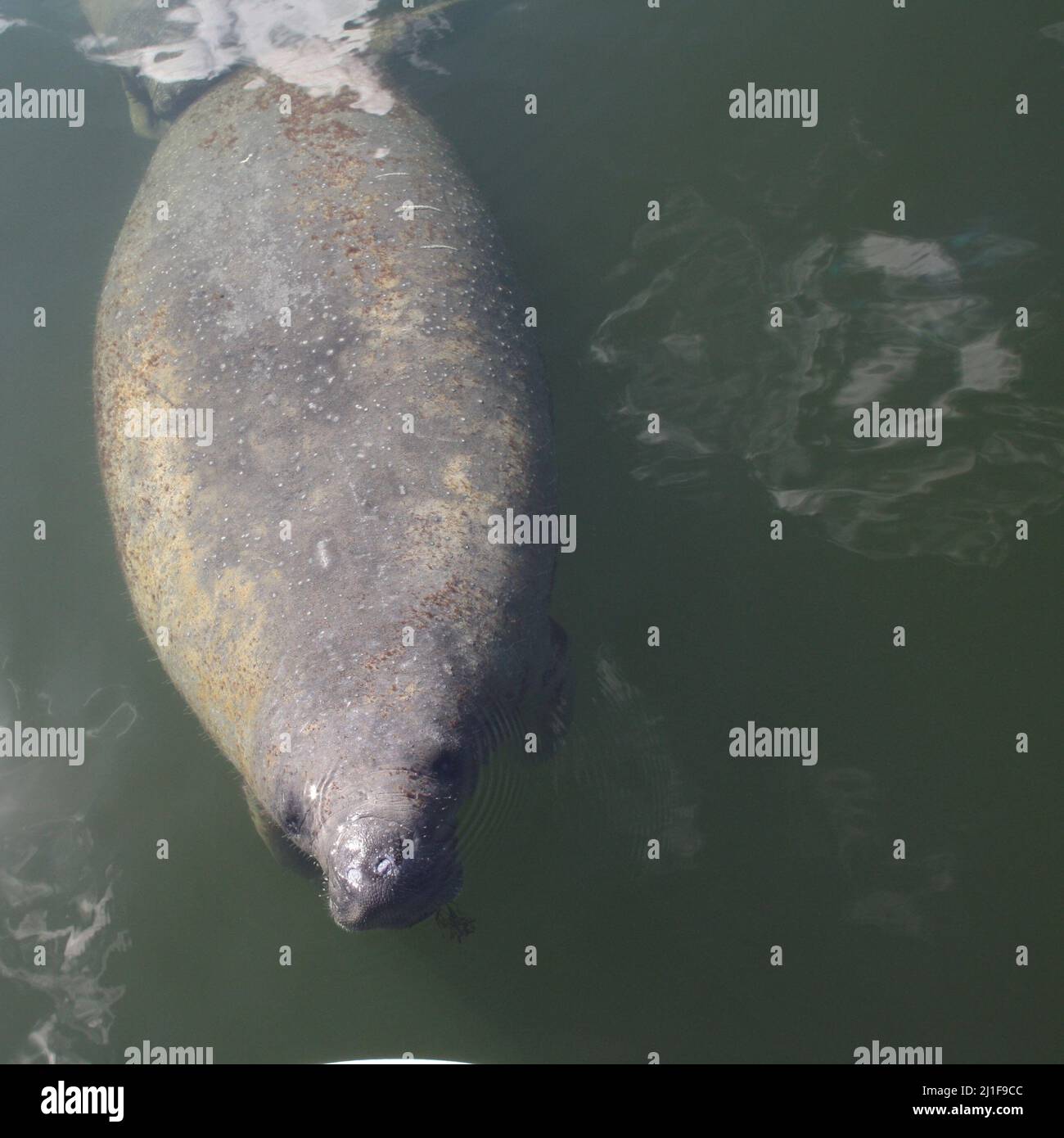 Baby manatee in the waters of the Florida keys Stock Photo - Alamy
