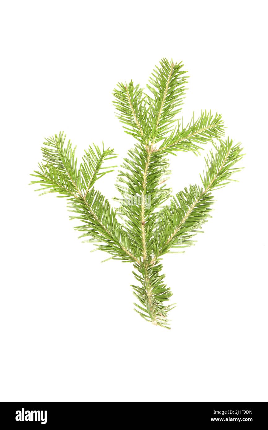 Spruce branch isolated on white background. High resolution photo. Full ...