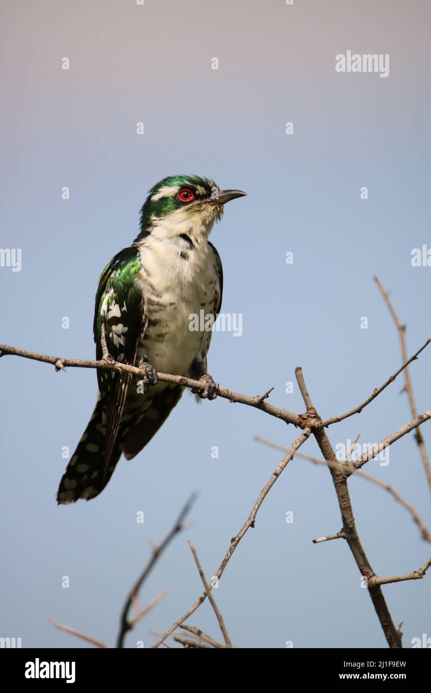 Diederik Cuckoo, Kruger National Park Stock Photo - Alamy
