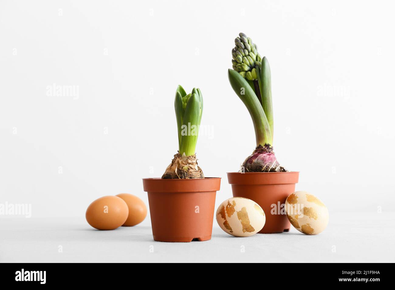 Pots with beautiful hyacinth plants and Easter eggs on light background ...