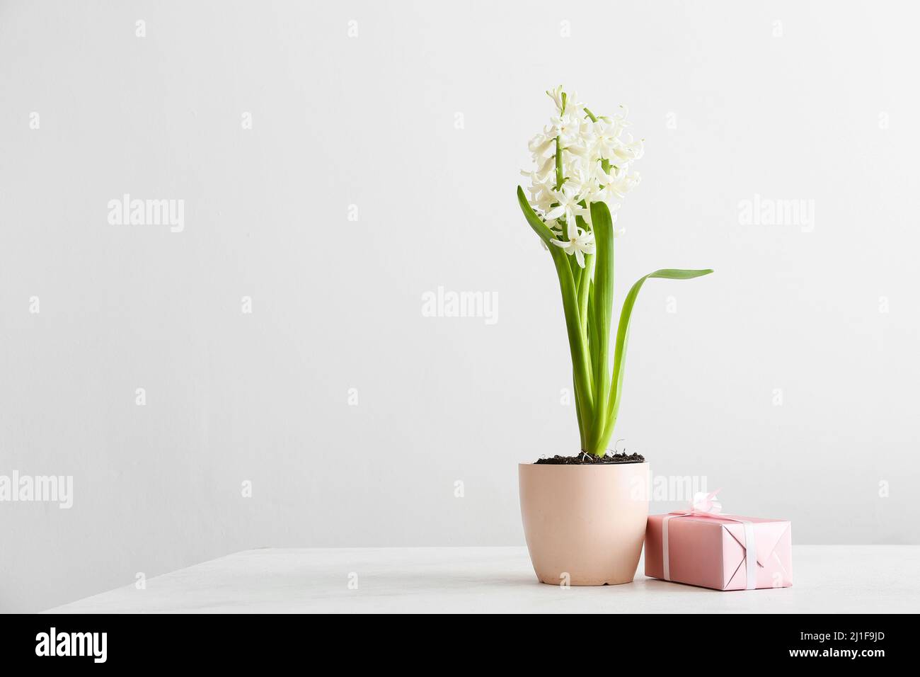 Pot with beautiful hyacinth plant and gift box on light background ...