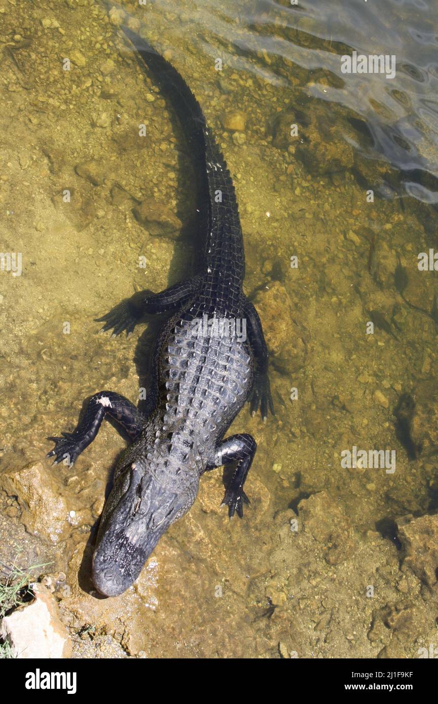 Alligator in the shallows of a canal in the Florida Everglades, viewed ...