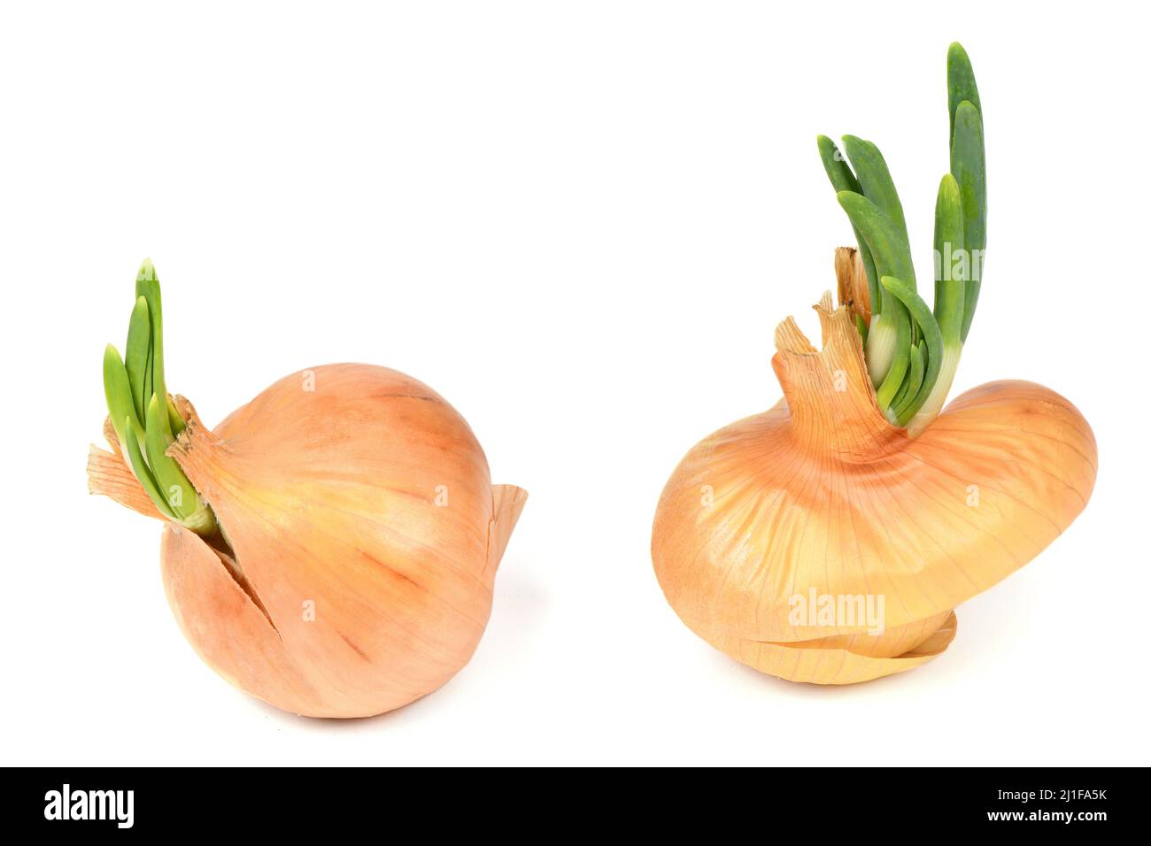 Spring onion isolated on white background. Sprouted yellow onion. High ...