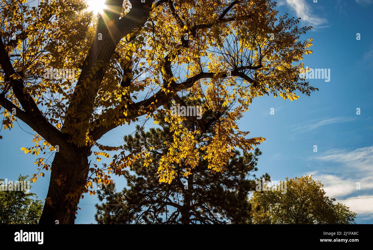 Sunlight peeking through tree branches Stock Photo - Alamy
